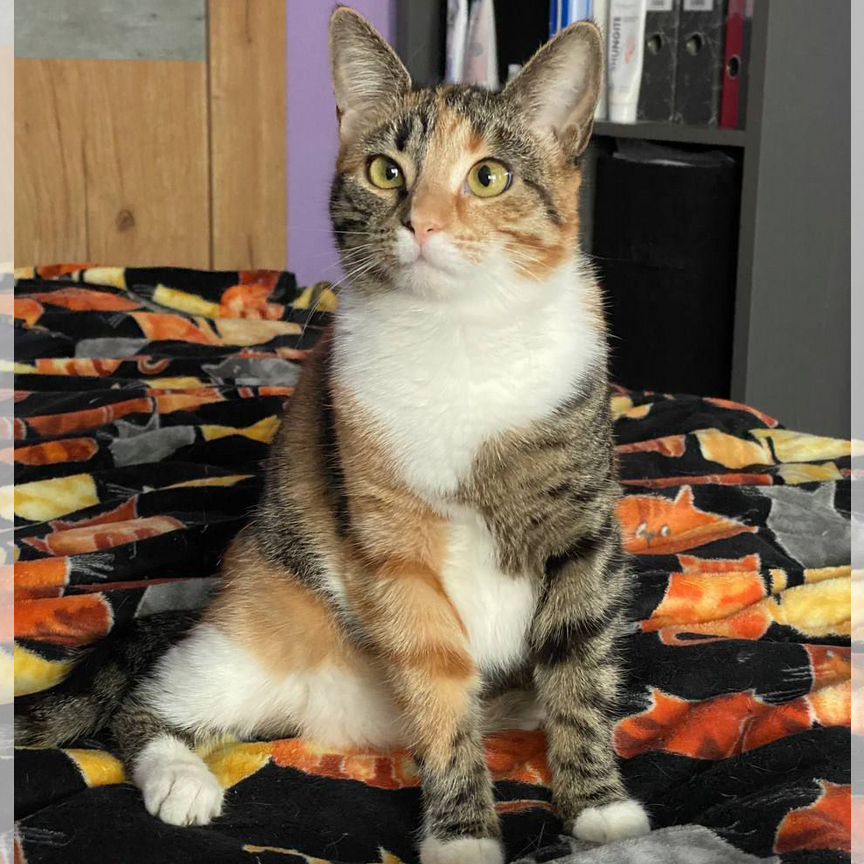 Косая красотка в поисках дома