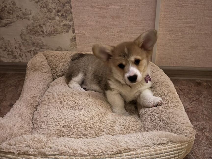 Вельш-корги пемброк девочка