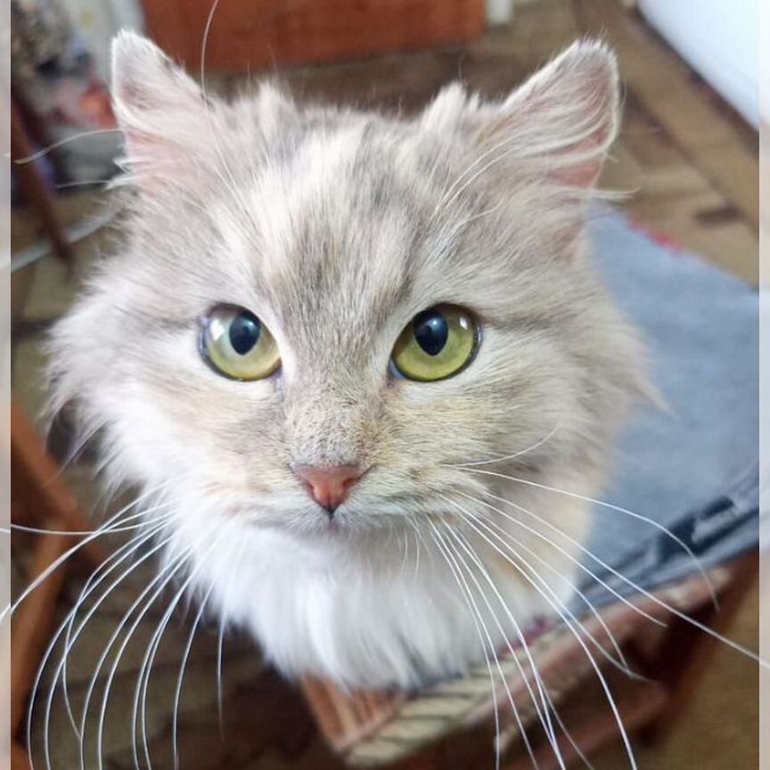 Британский короткошёрстный котёнок