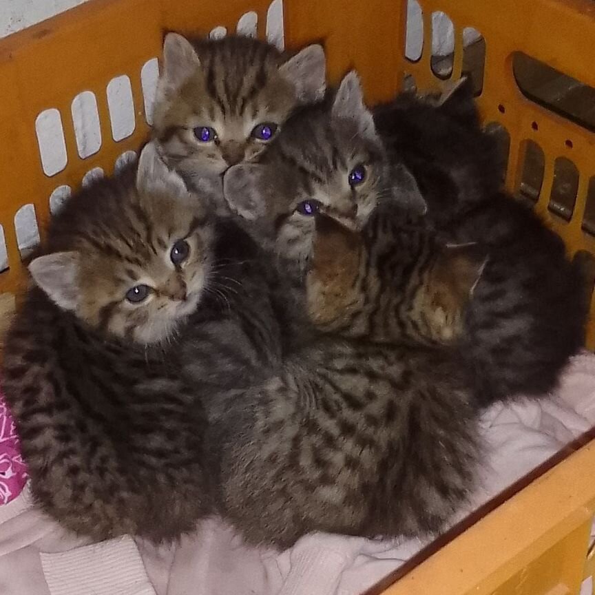 Отдам бесплатно котят