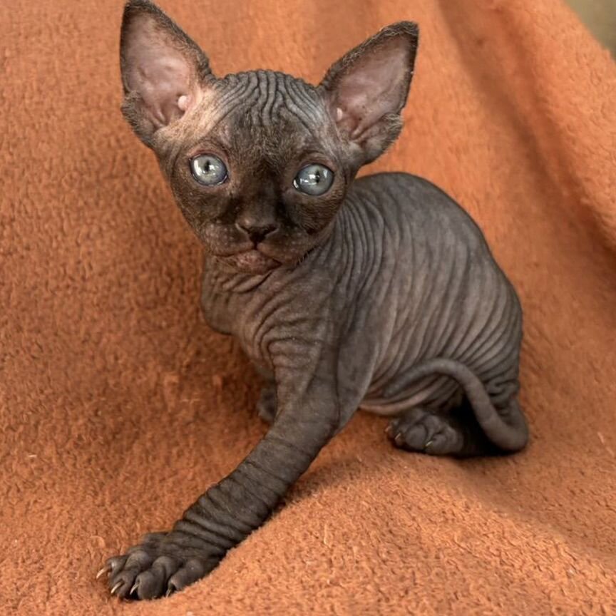 Канадский сфинкс