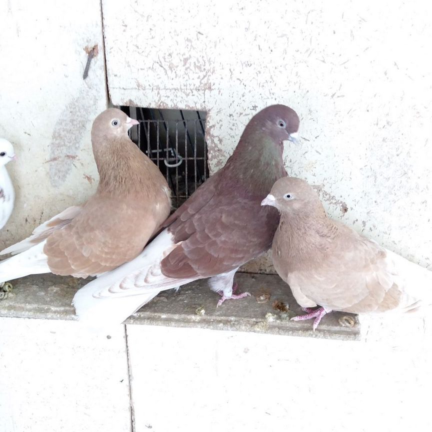 Голуби Ижевские