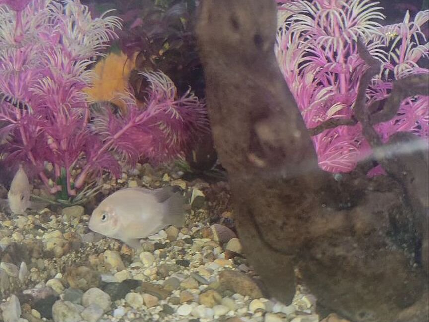 Цихлозома фламинго