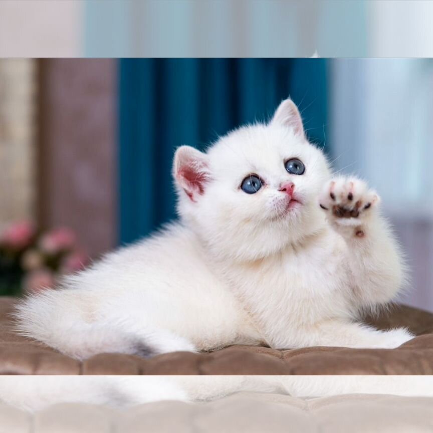 Британские золотые шиншиллы котята