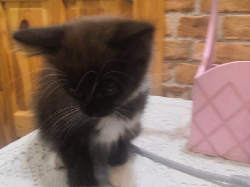 Котенок в ответственные руки