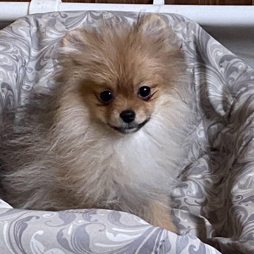 Померанский шпиц, щенок