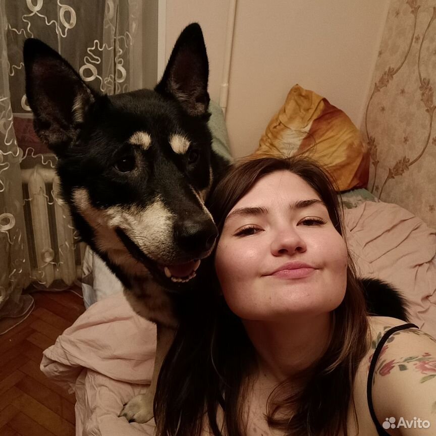 Собака в добрые руки