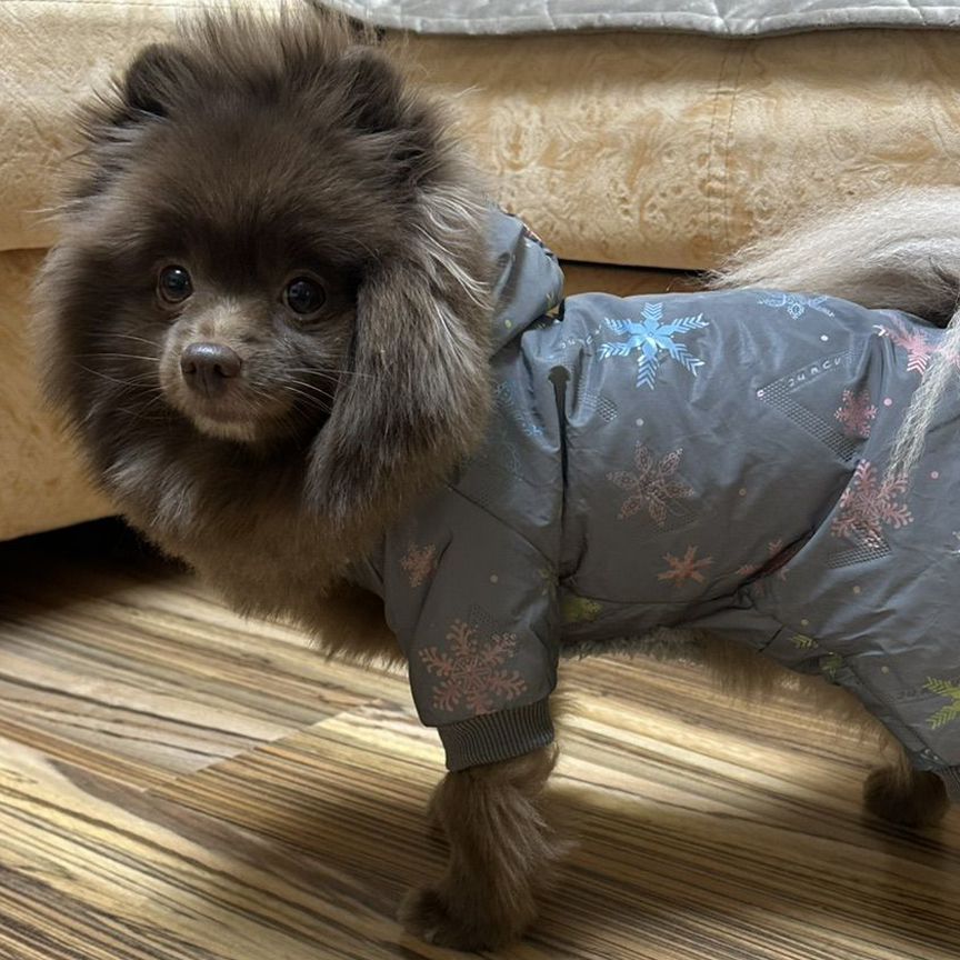 Одежда для собак мелких пород девочка