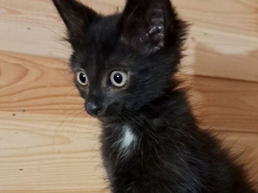 Котенок мальчик ищет семью