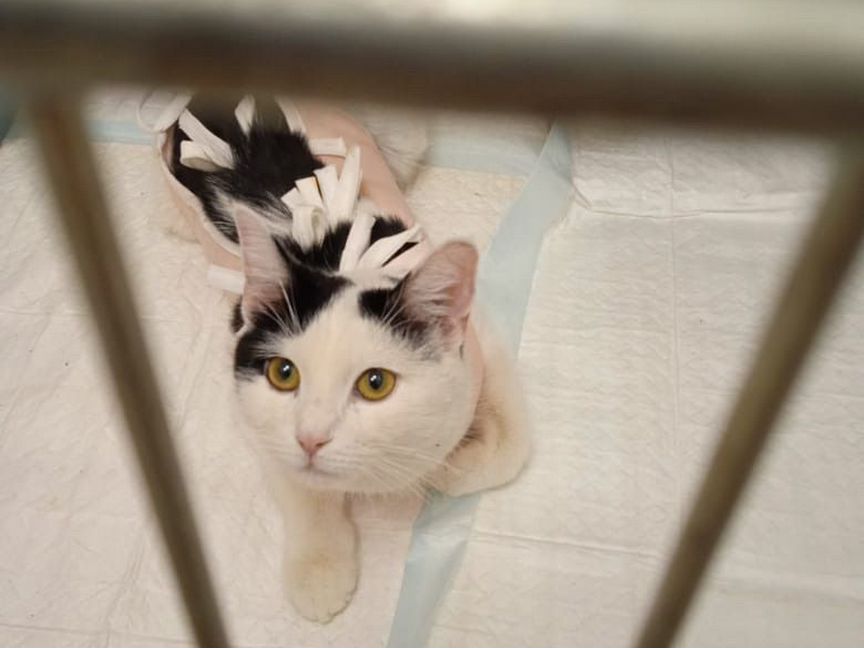 Милая Молли (кошка, около года)