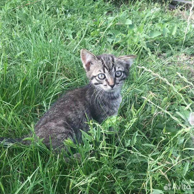 Котята. Девочка и мальчик. Пятигорск. в добрые