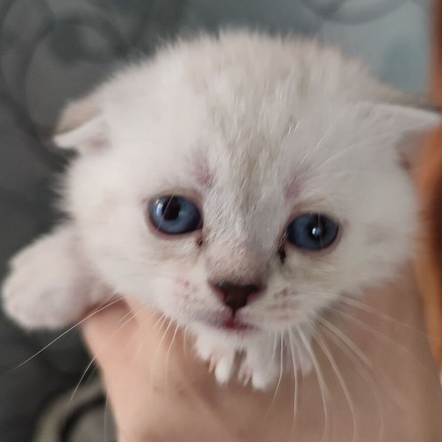 Шотландский вислоухий короткошёрстный котёнок
