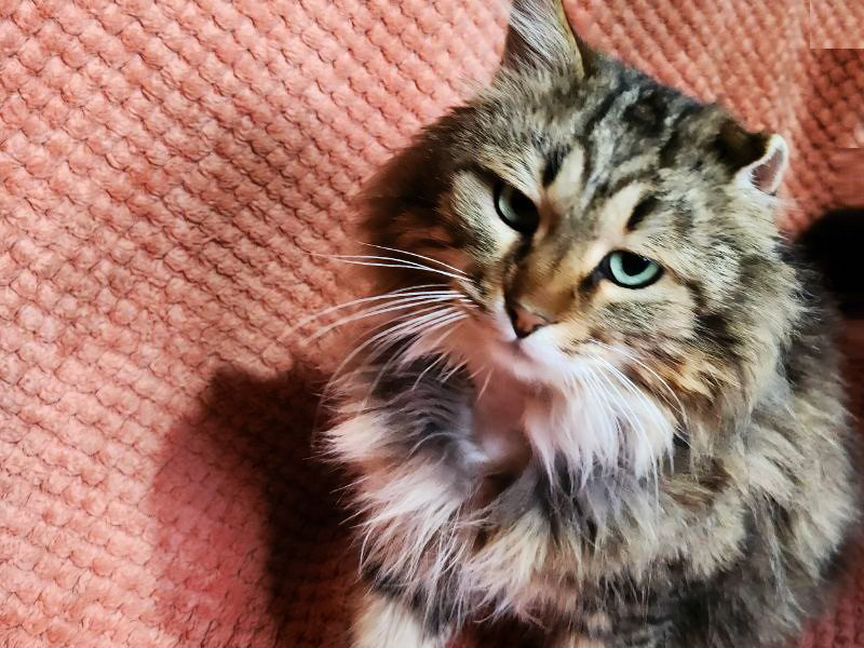 Кот ищет дом