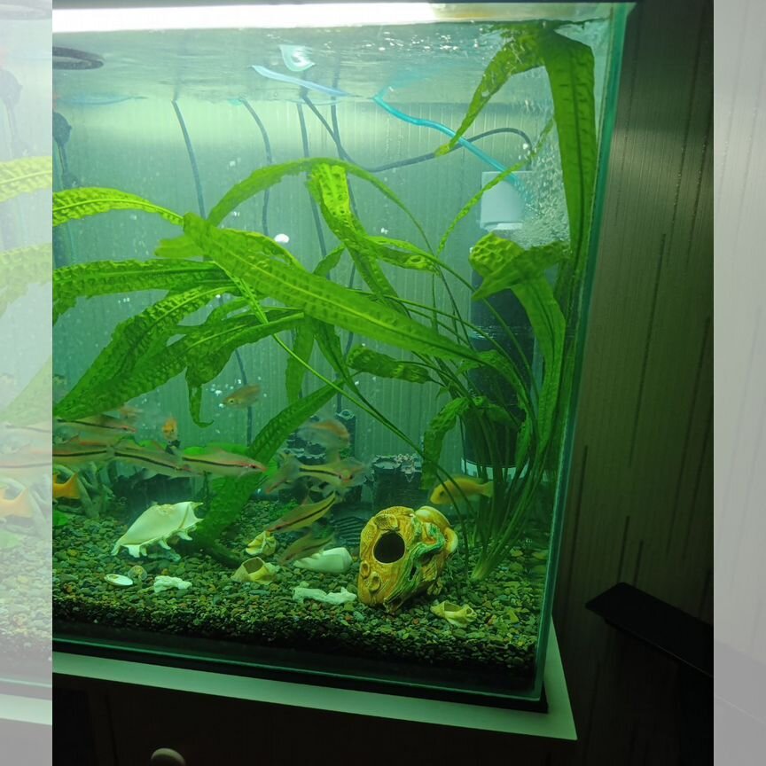 Аквариумные растения криптокарина