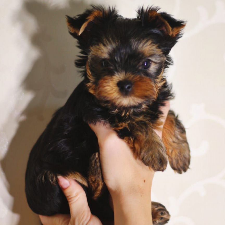 Йоркширский терьер, щенок