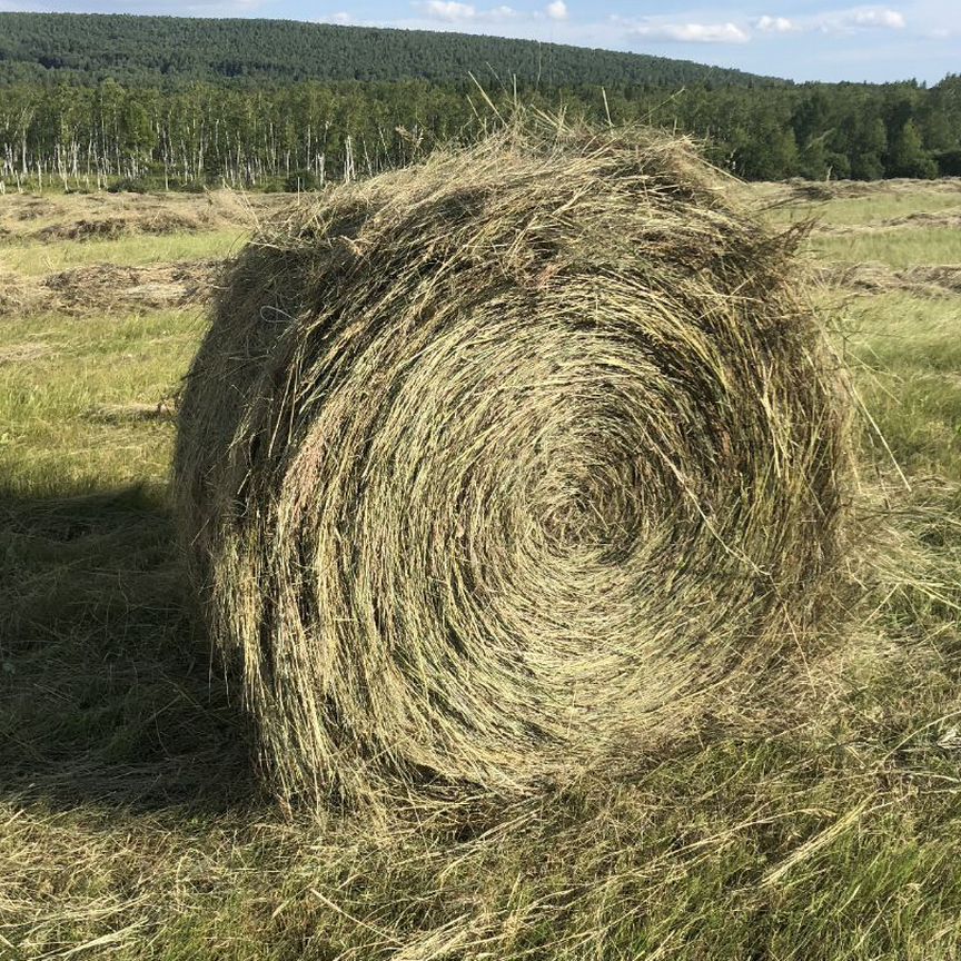 Сено в тюках