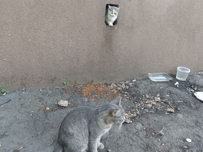 Помощь бездомным животным