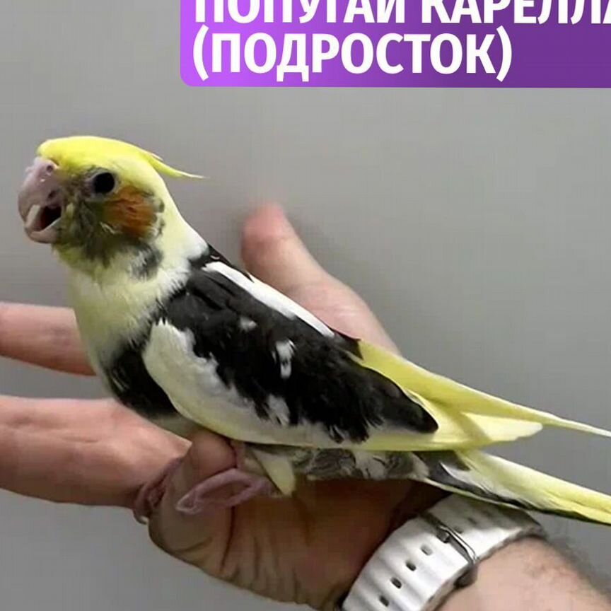 Попугай Карелла подросток