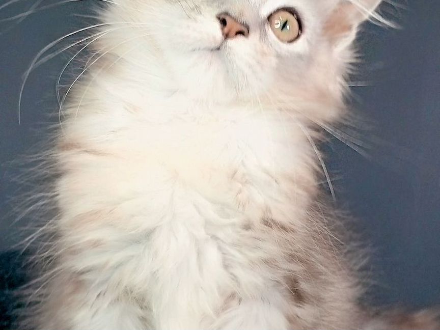 Котята мейн-кун