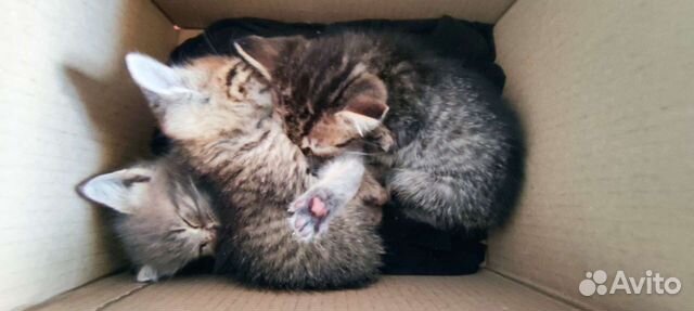 Котята бесплатно