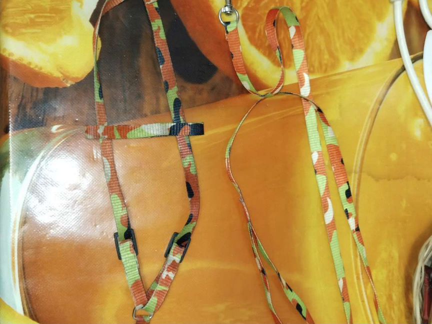 Отдам шлейку и поводок