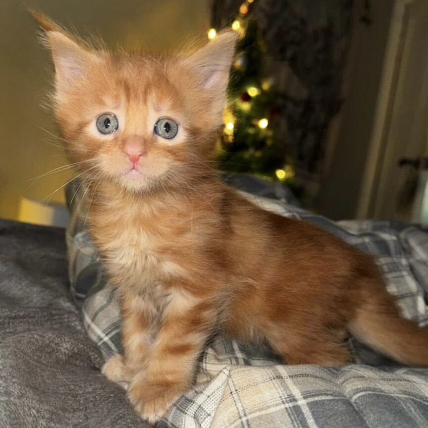 Рыжий котик мальчик