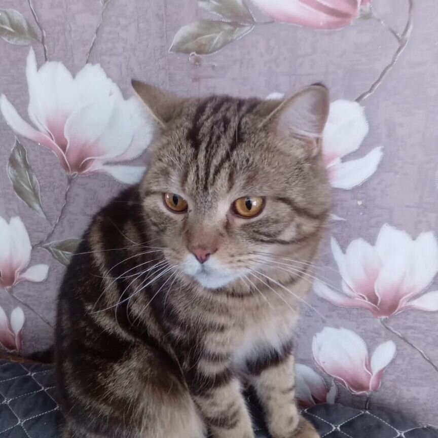 Отдам кота в хорошие руки