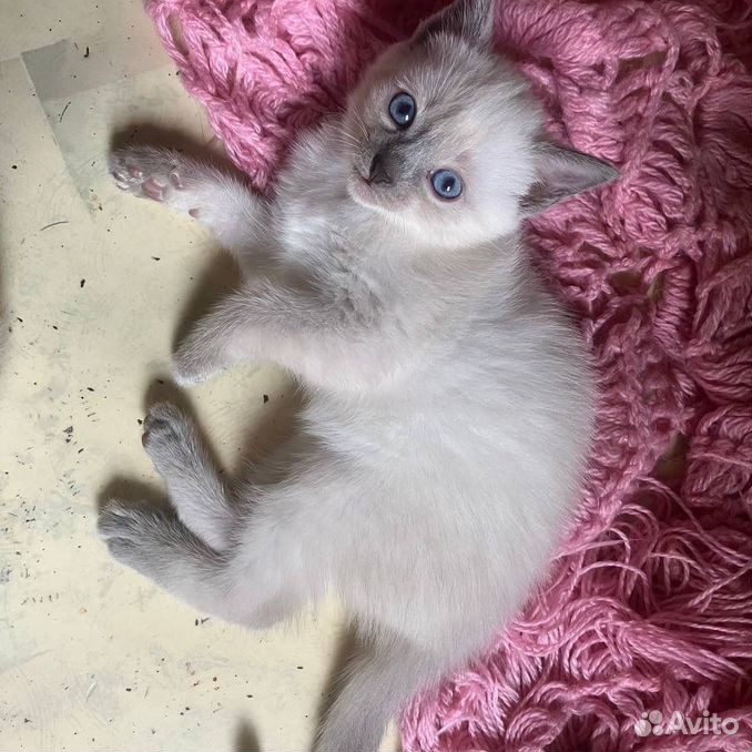 Тайские котята с документами