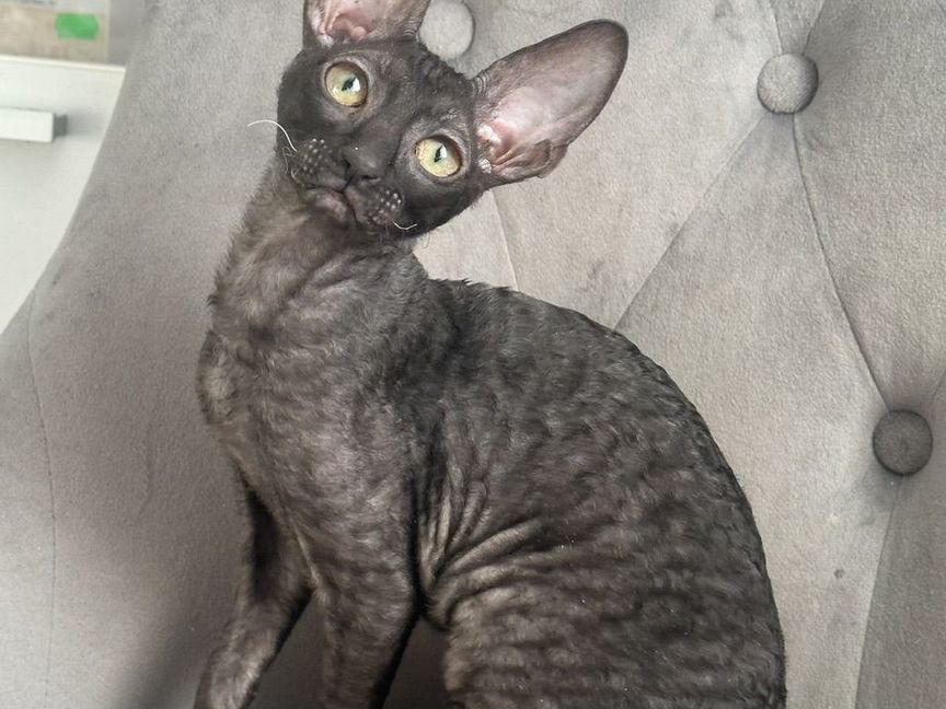 Котята корниш-рекс