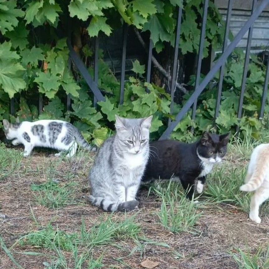 Котята в добрые руки