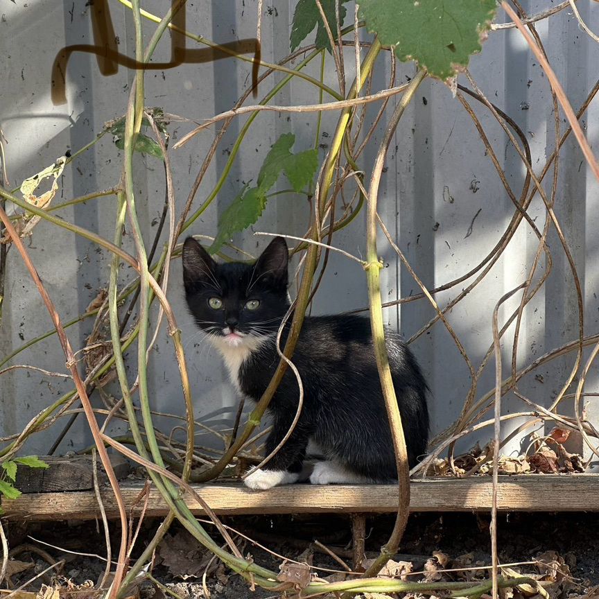 Котята в добрые руки бесплатно