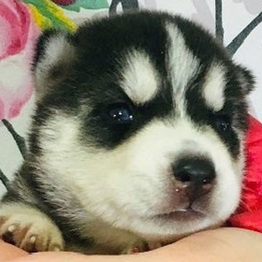 Отборные малыши хаски