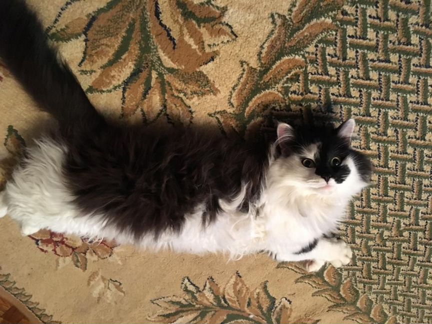 Красавец Цыганок ищет хороших хозяев