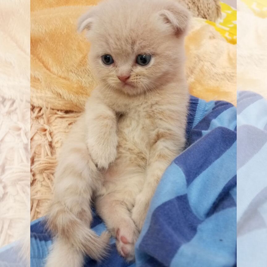 Шотландский вислоухий короткошёрстный котёнок