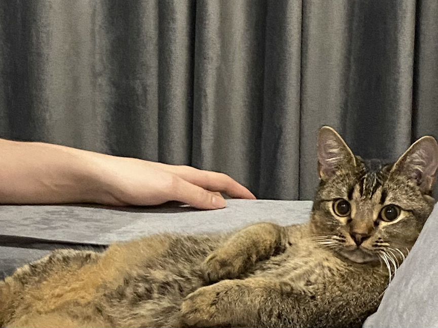 Котик манчкин