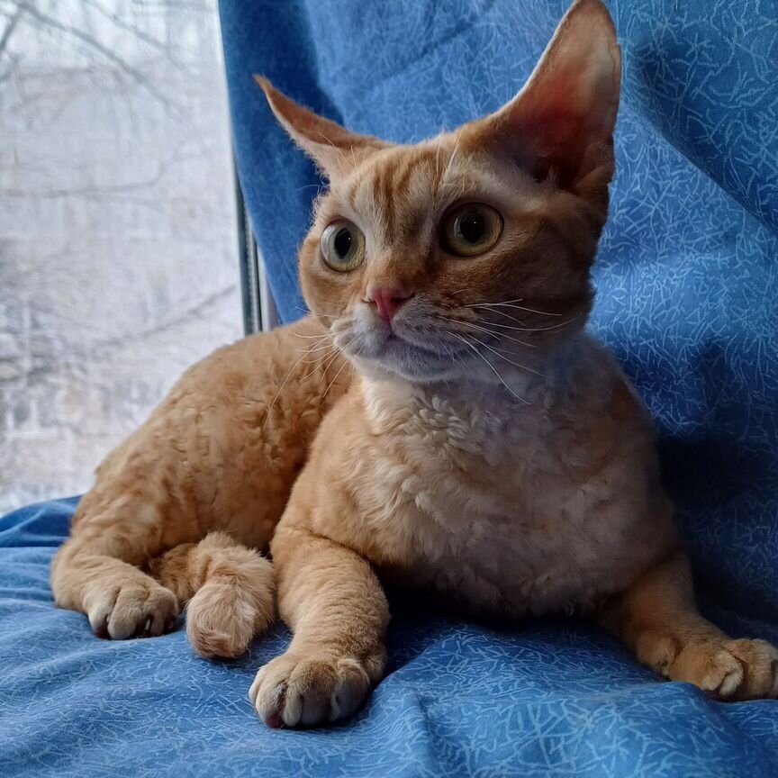Девон-рекс котик