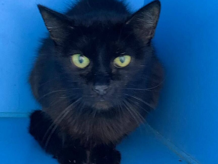 Ласковая кошечка Бони очень очень нужна ей семья