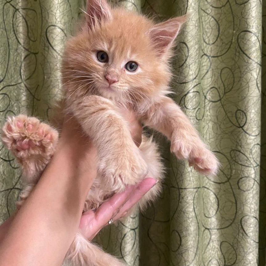 Манчкин котёнок