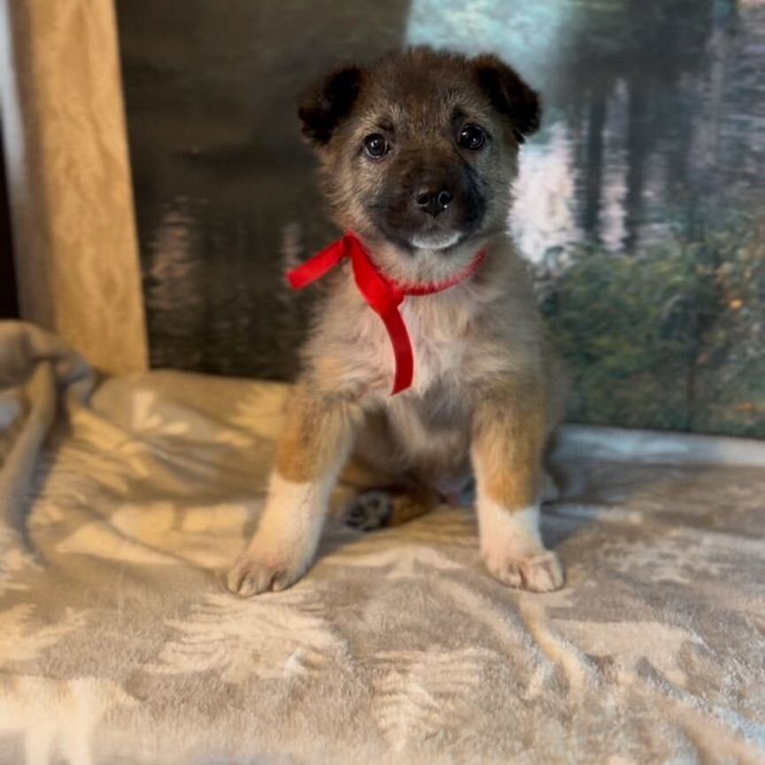 Джонни 2 месяца