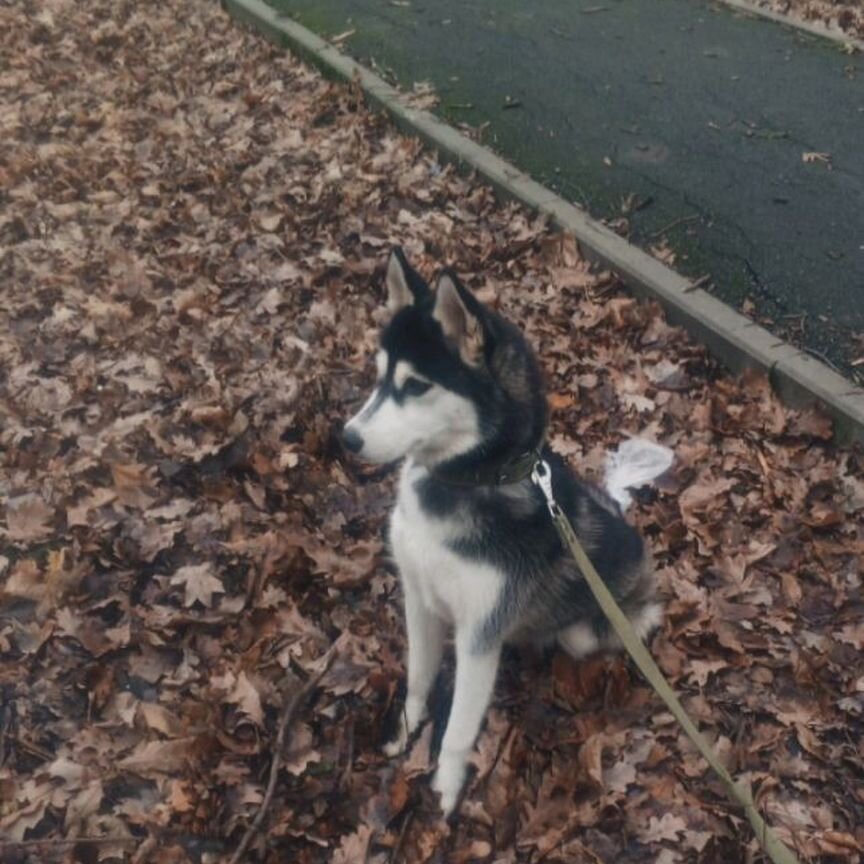 Отдам хаски в хорошие руки