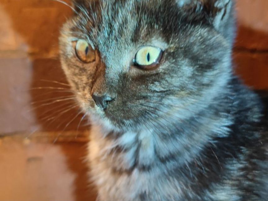 Котенок Котёночек котенок