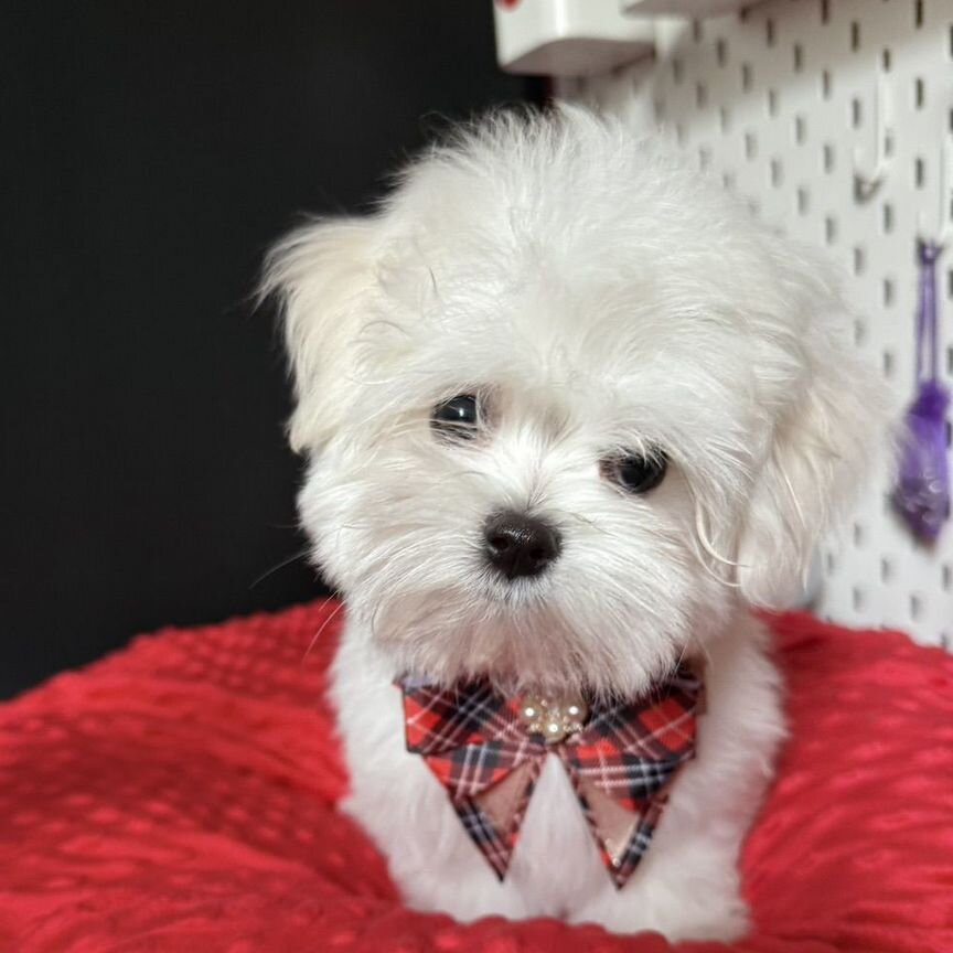 Мальтийская болонка, щенок