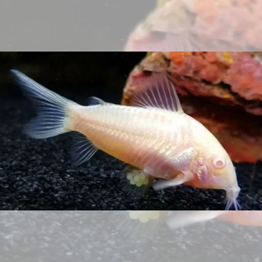 Сомик золотистый