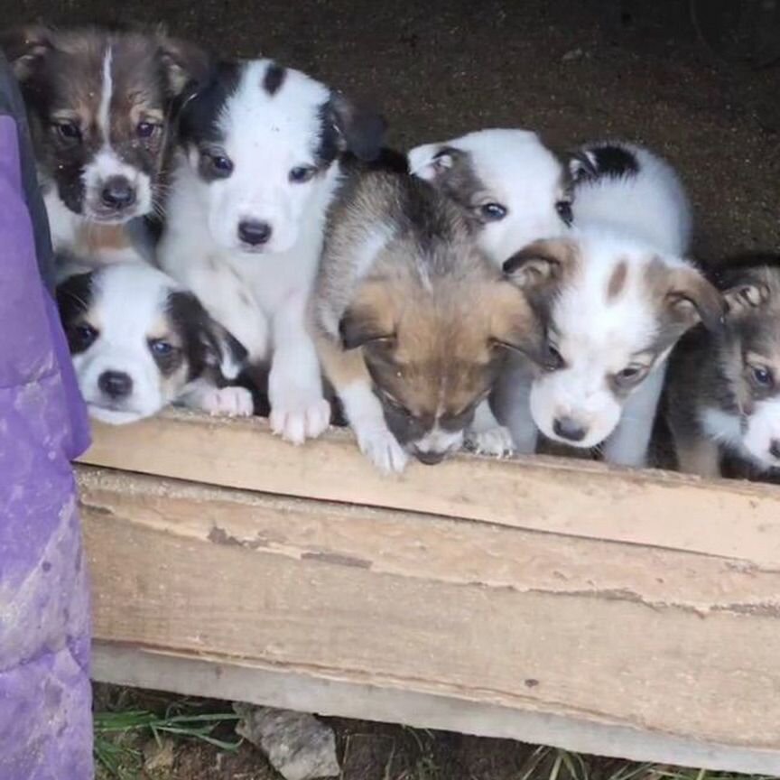 Щенок в добрые руки