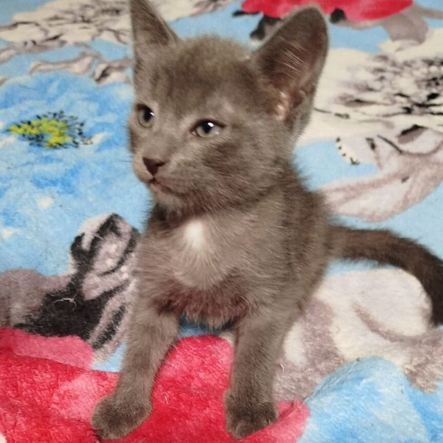 Котёнок в добрые руки