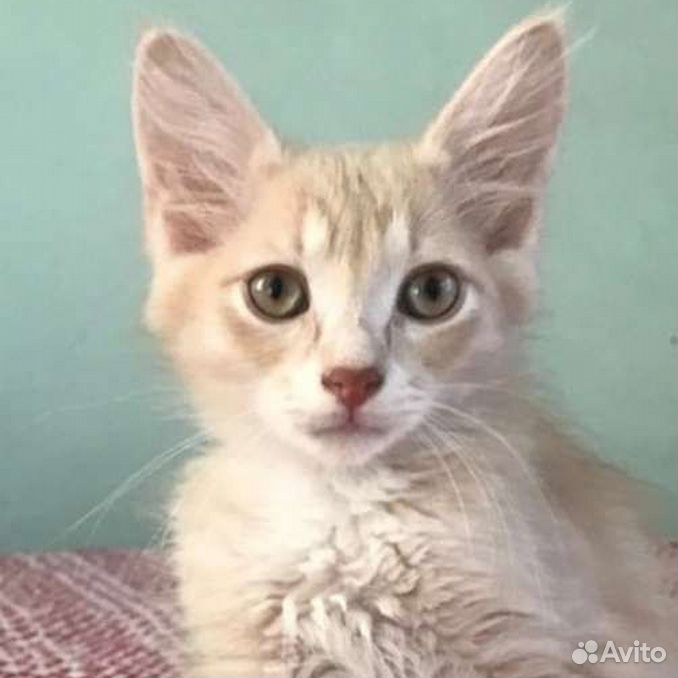 Солнечный котенок Рыжик., 3 месяца