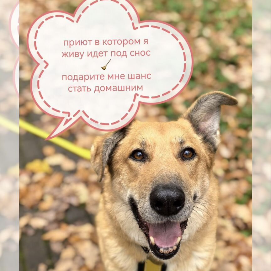 Взрослый пёс в добрые руки