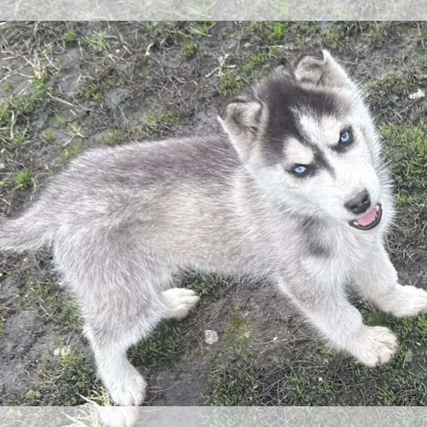Сибирский хаски, щенок