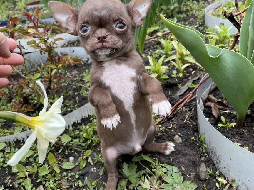 Микро мальчик