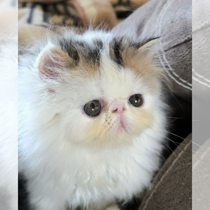 Персидские котята